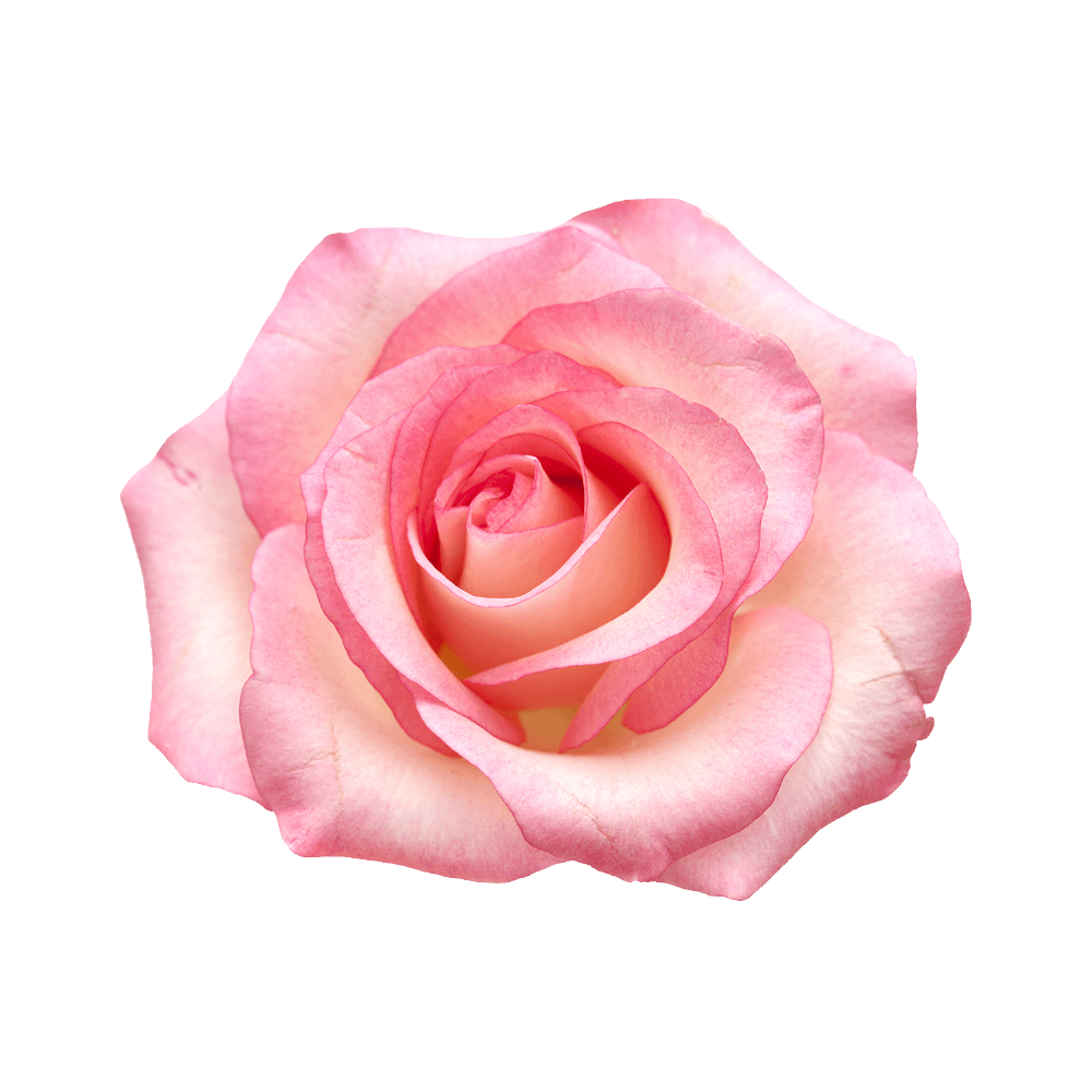 Rose - Everyday Humans